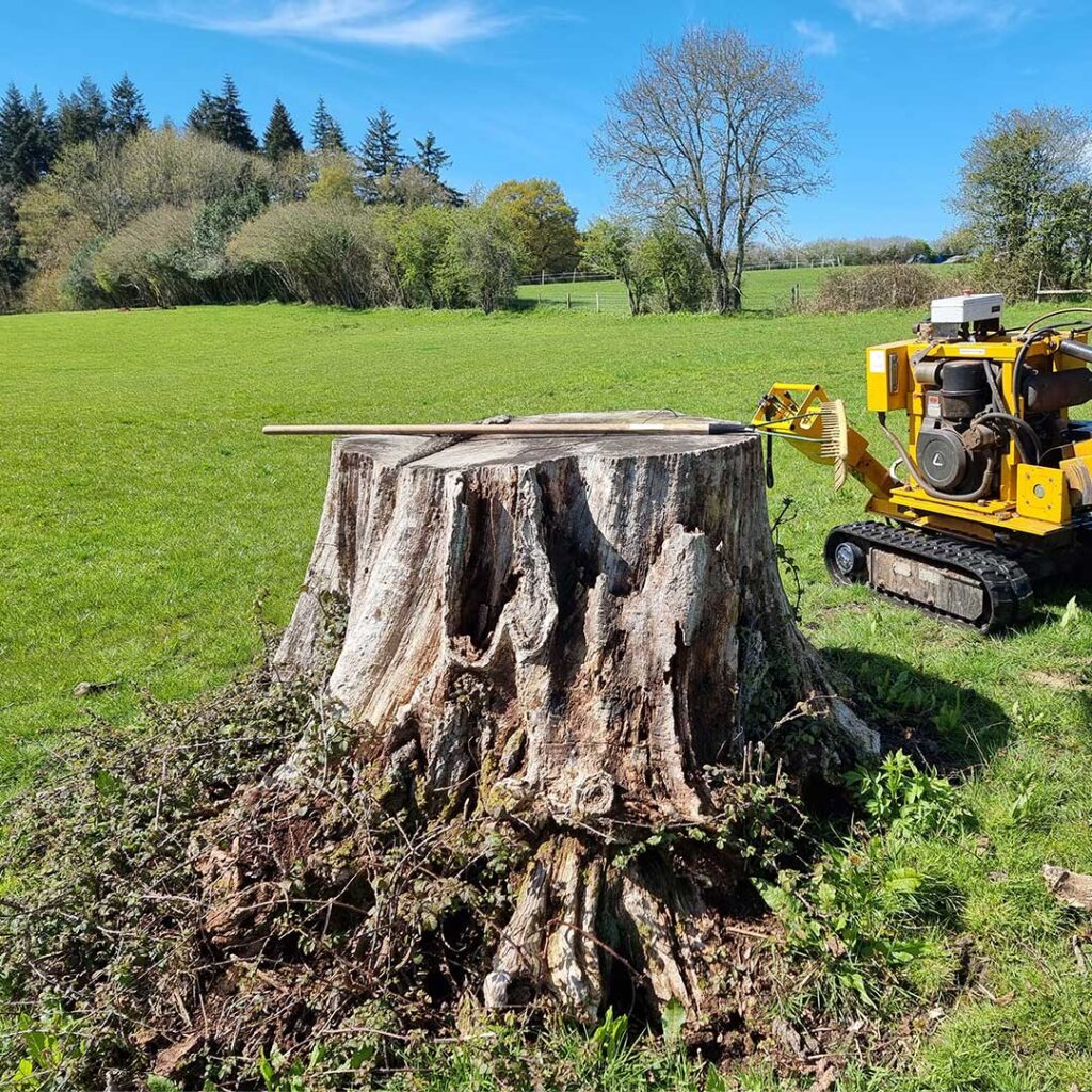 Hampshire Stump Grinding -Tree Stump Removal